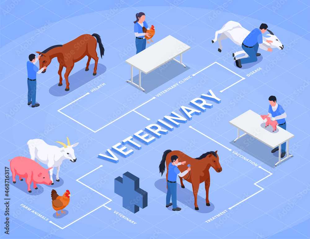 Farm Animals Veterinary Isometric Flowchart Stock Vector | Adobe Stock