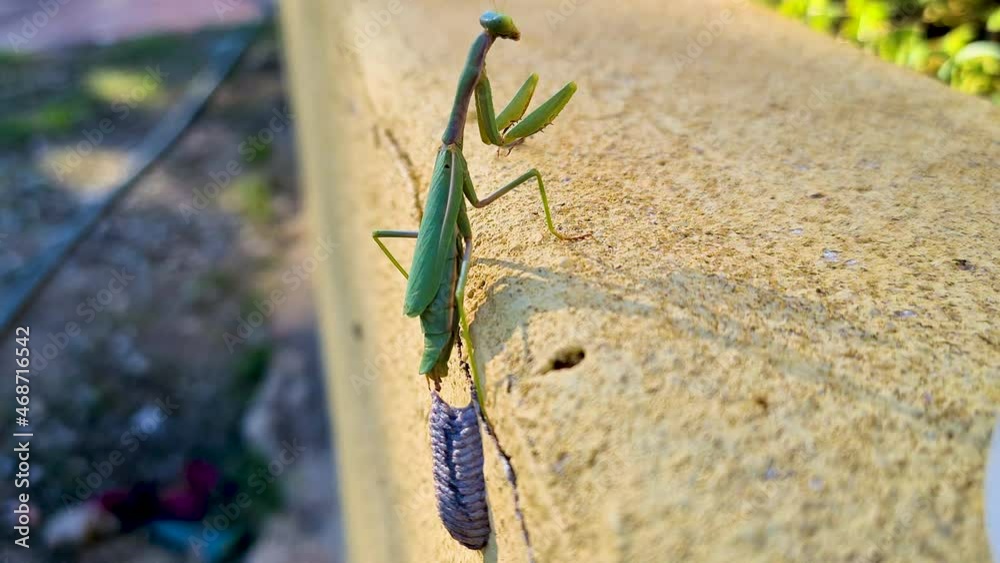 An egg-laying green mantis on a garden wall walks away after spinning ...