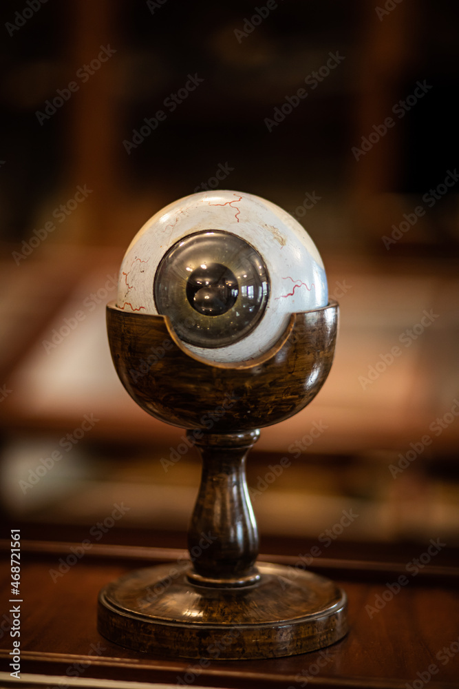 eyeball, socket on a stand, mock-up of an eye in a museum, anatomy of ...