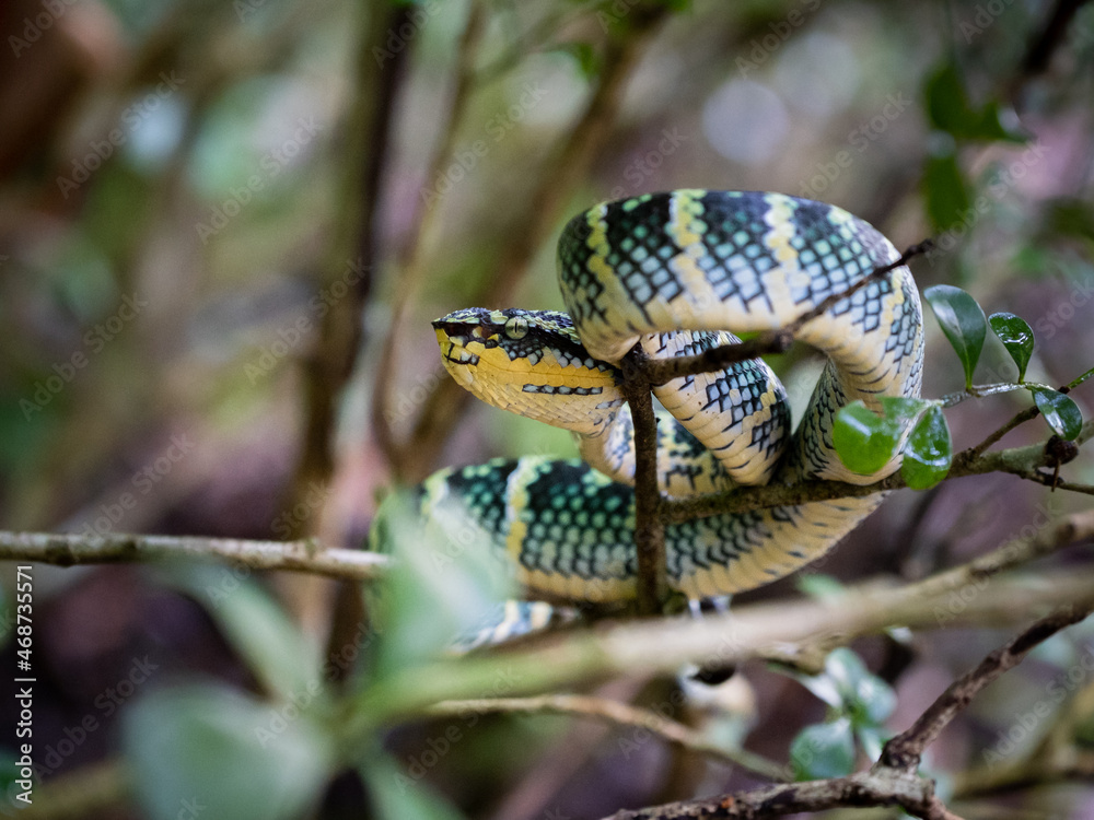 Wagler's pit viper photographed in Dairy Farm Nature Park, Singapore ...