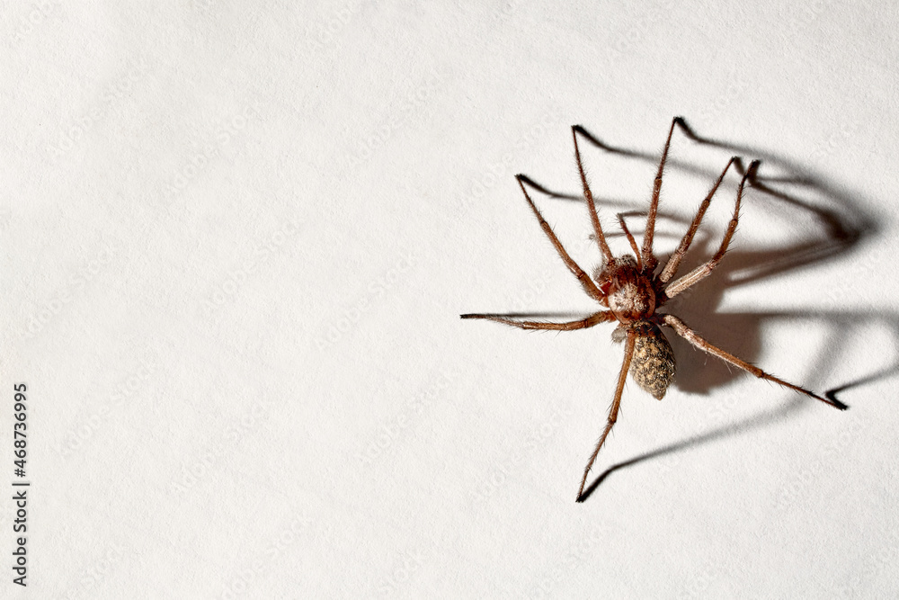Predatory spider isolated on white background. Tegenaria agrestis ...