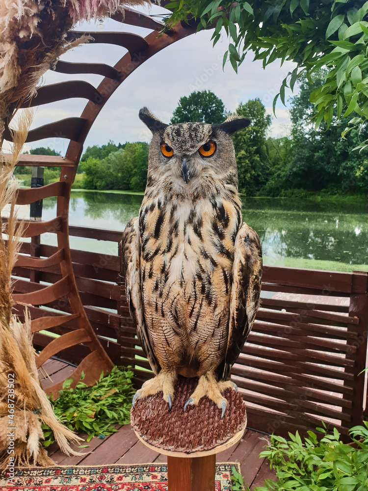 Beautiful tamed owl sits on stand against backdrop of framing green ...