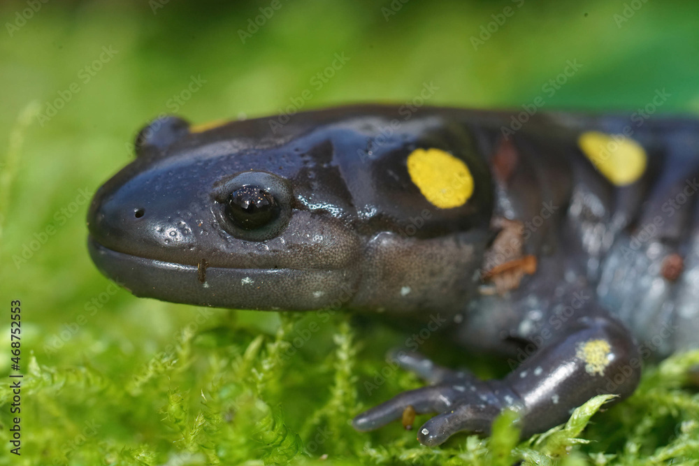 Closeup on the head of a male spotted salamander, Ambystoma maculatum ...