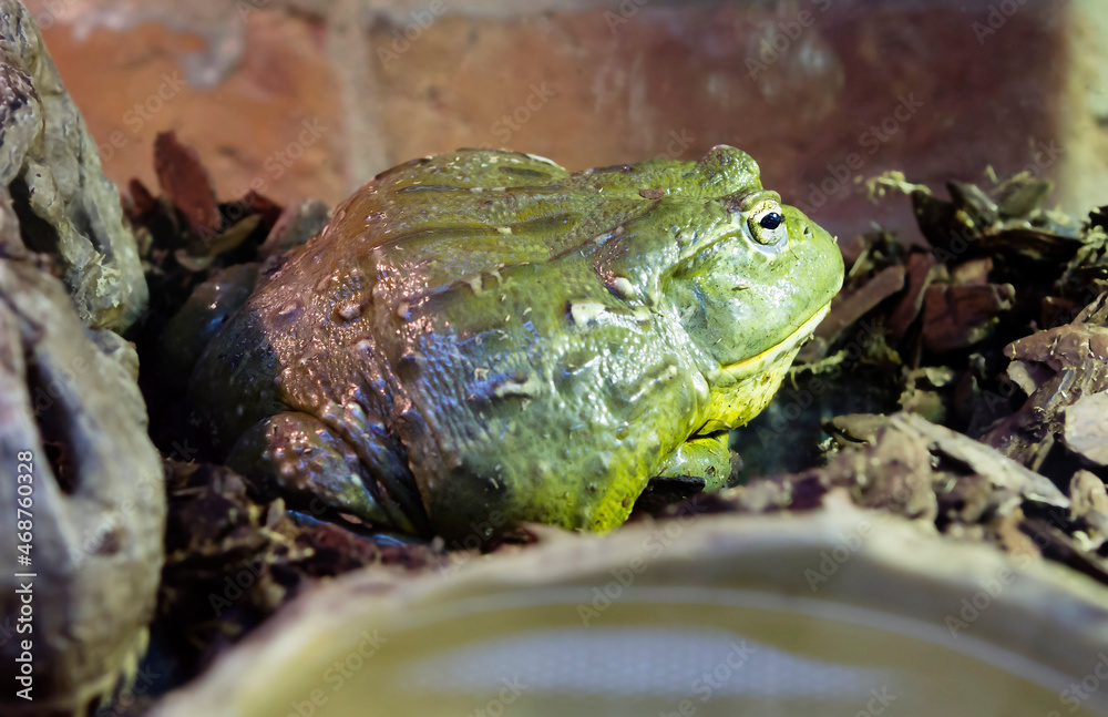 African Bullfrog. These are the largest frogs in South Africa. Young ...