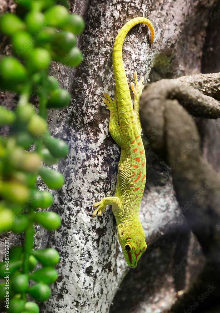 Madagascar Day Gecko. This is a genus of lizards of the family of true ...