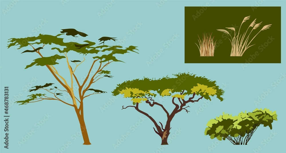 Three stages of acacia growth Stock Vector | Adobe Stock