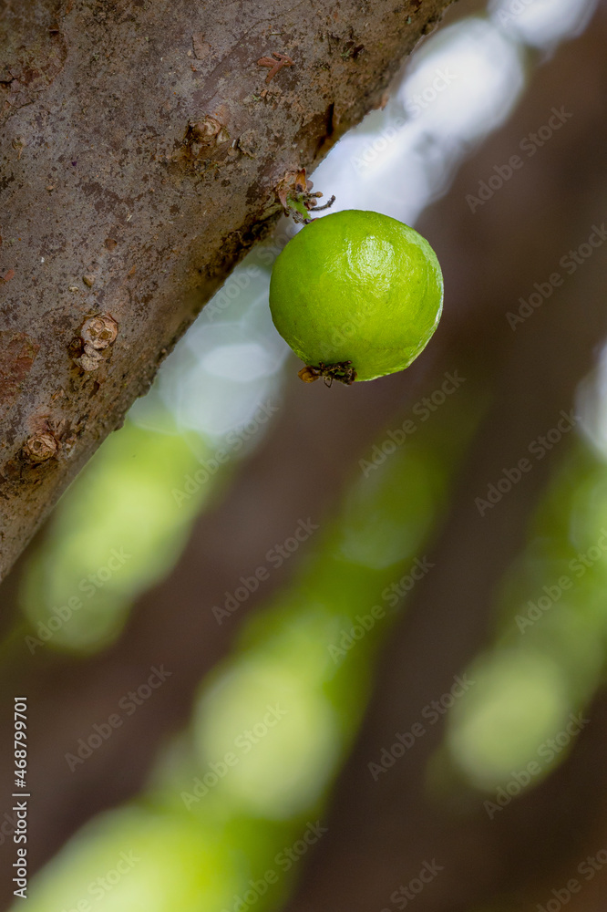 Foto de Macro photography of a green jabuticaba. Jaboticaba is the ...