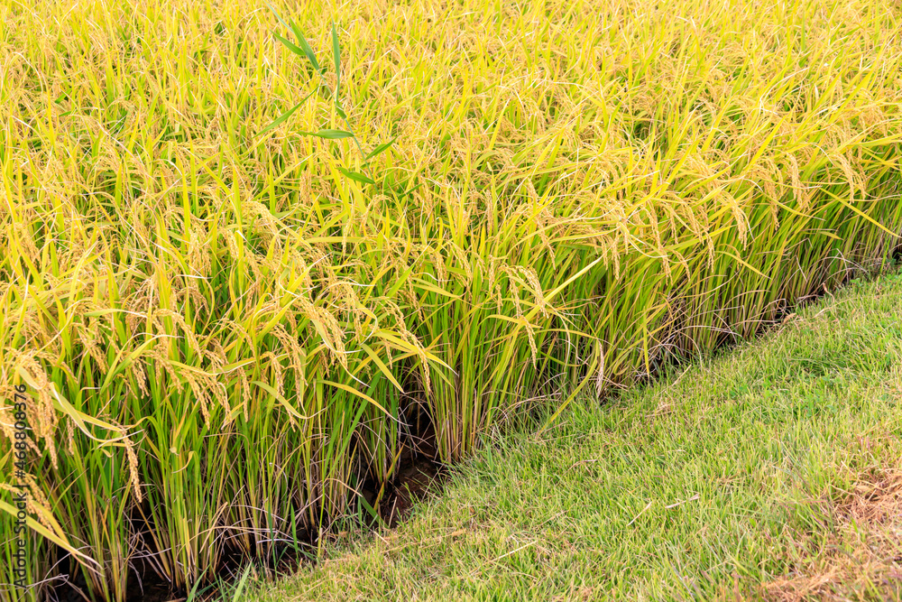 Korean traditional rice farming. Korean rice farming scenery. Korean ...