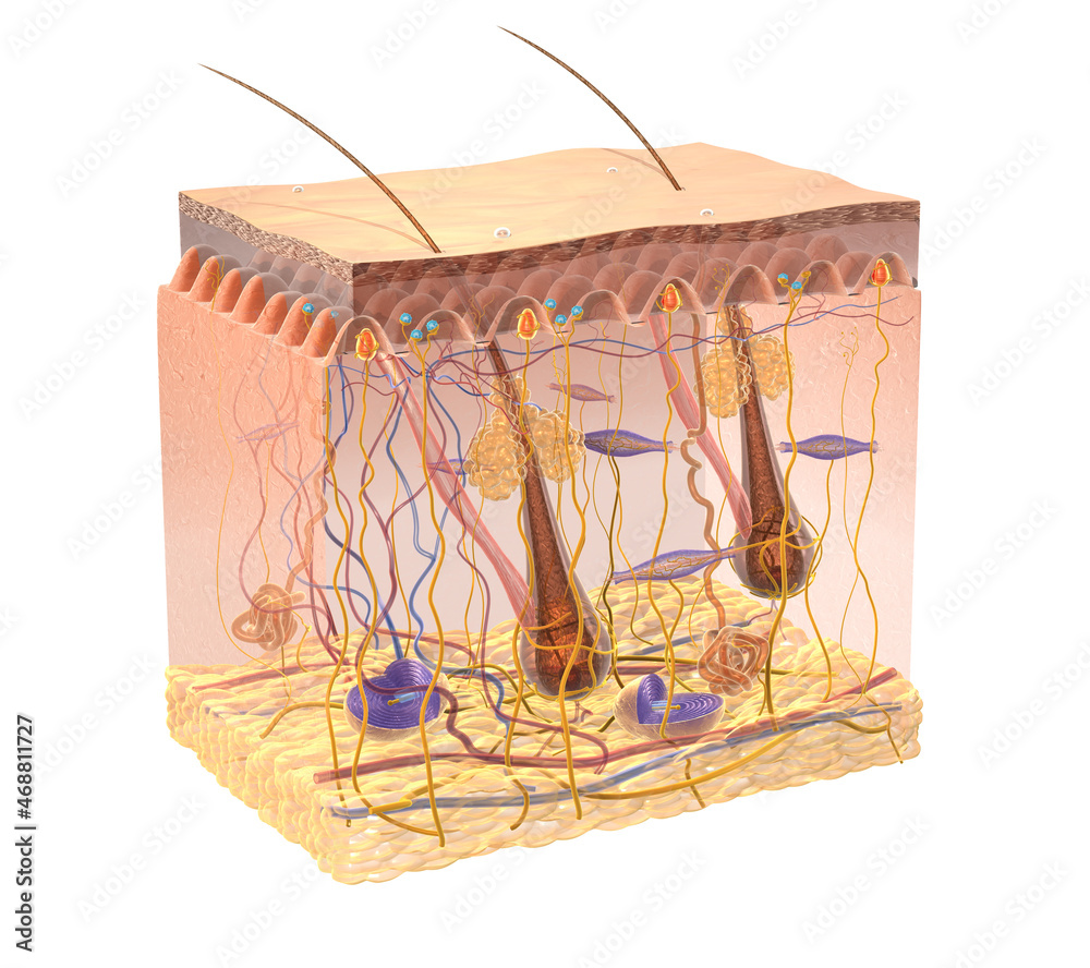 Human skin anatomy, transparent cross-section with skin receptors, 3D ...