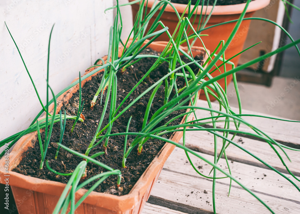 Green onions in a long pot on the balcony. Growing greenery at home ...