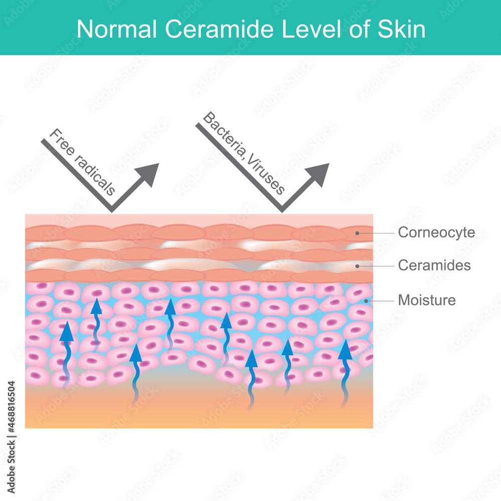 Normal Creamed Level of Skin. Human skin layers illustration Explain ...