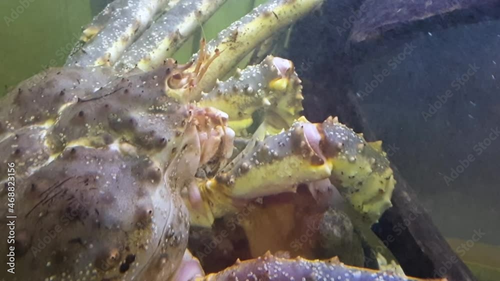 Vidéo Stock Close up, of spider crab in the water. Giant spider crab in ...