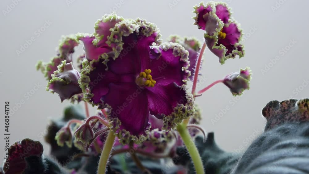 African violet plant macro rotates smoothly on a white background. A ...