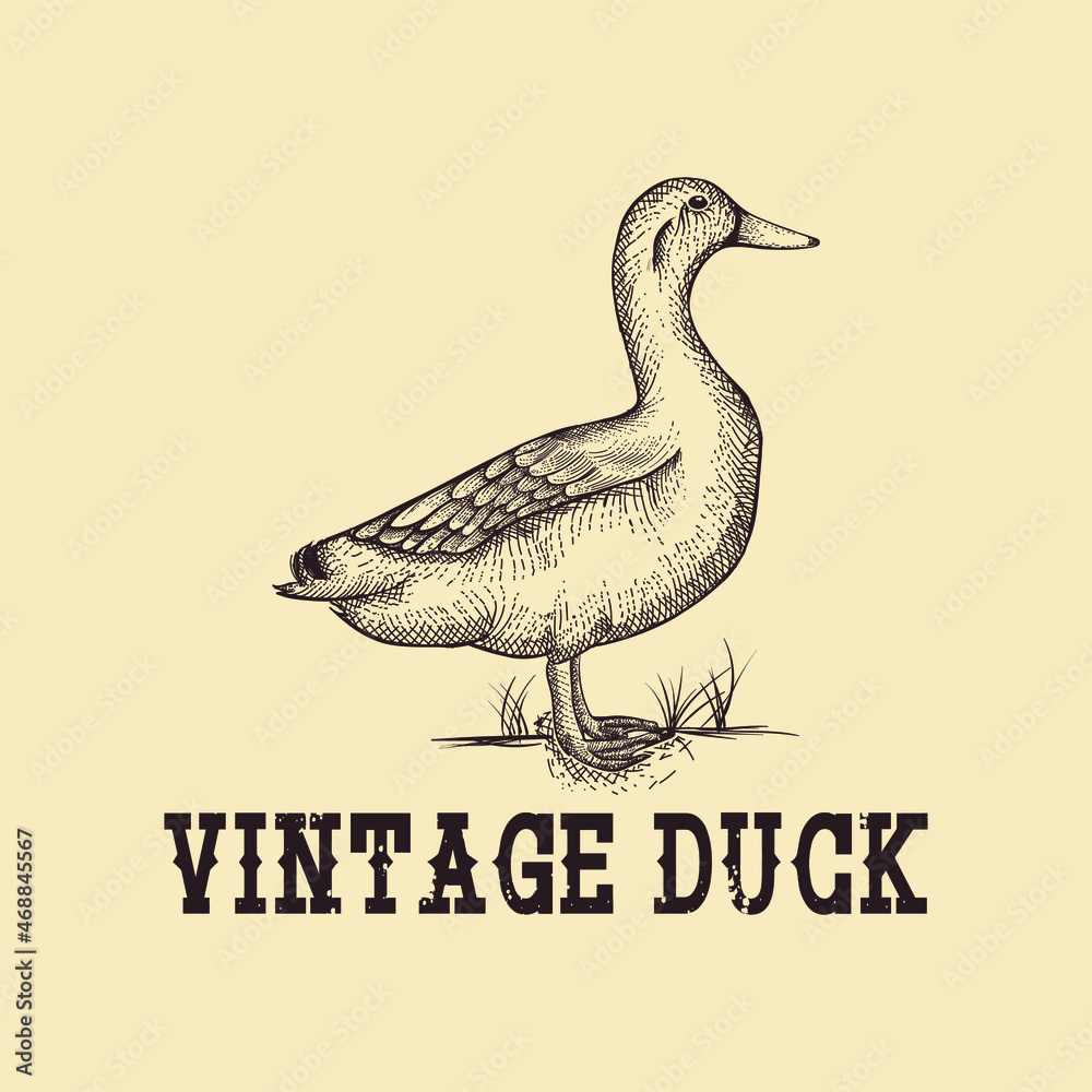 Vintage Duck. Hand Drawn Duck. Cross hatching Duck Isolated Vector ...