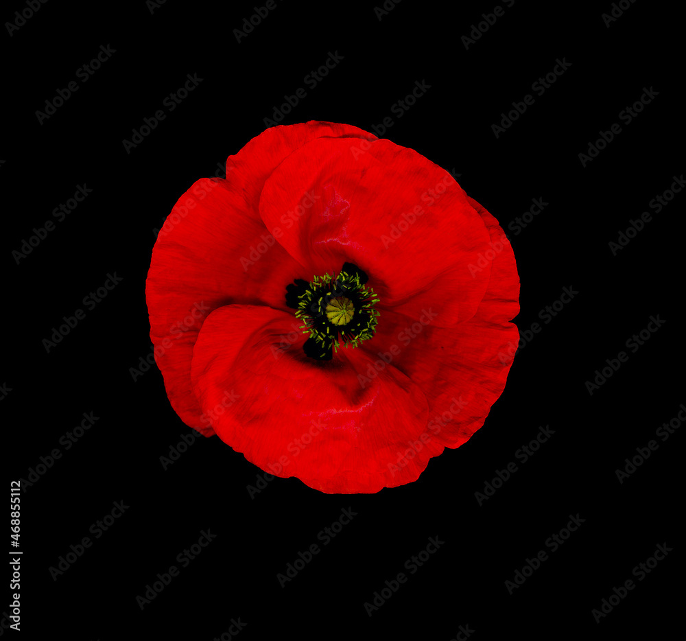 Single red poppy scan effect on a black background for remembrance day ...