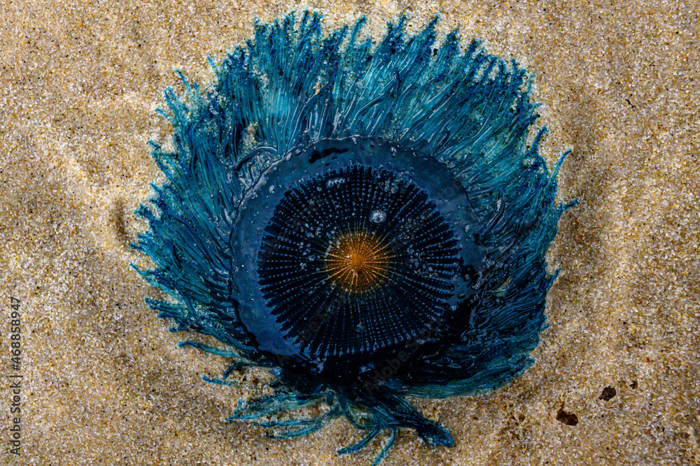 Fotografia do Stock: Porpita porpita, commonly known as blue button is ...