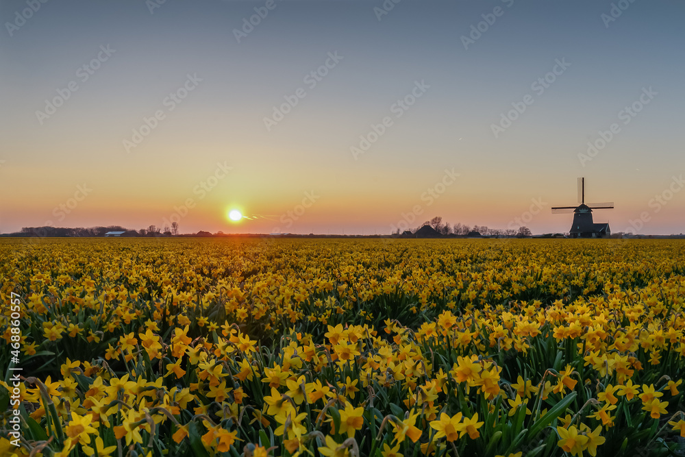 Dutch tulips and daffodils in a typical Dutch setting in the polders ...