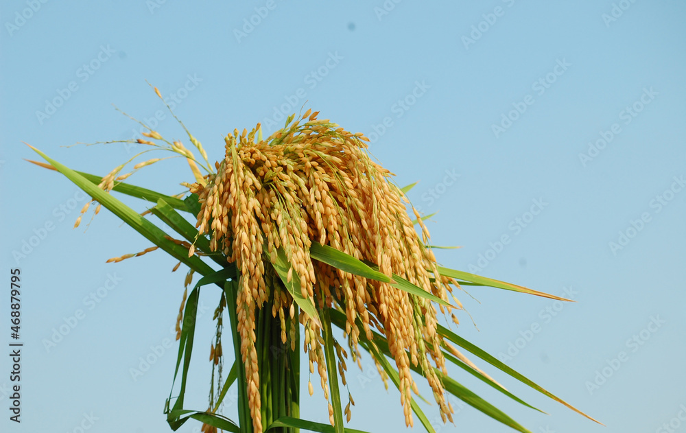 Rice paddy field in harvesting season. Closeup of yellow paddy rice ...