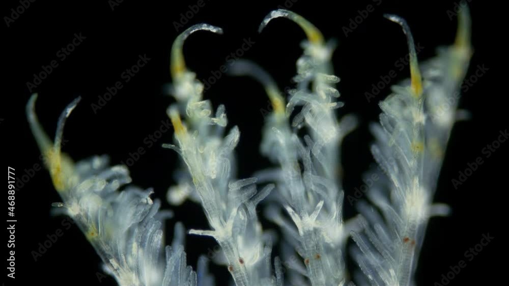 Polychaeta worm, family Sabellidae under a microscope. Video shows ...