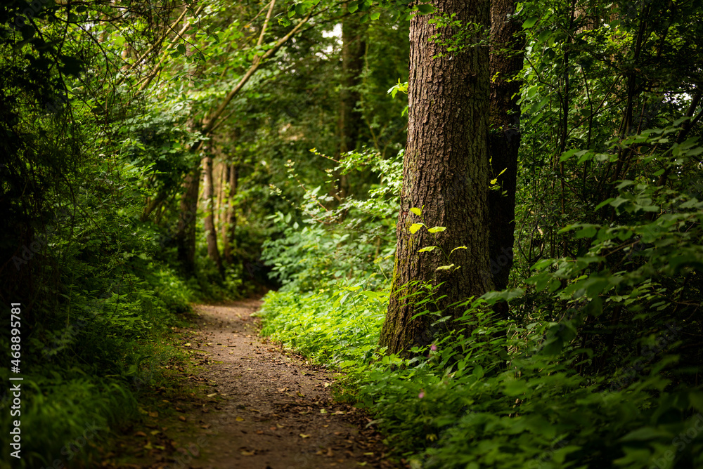 Beautiful forest path lined with beech trees, near Lügde, Teutoburg ...