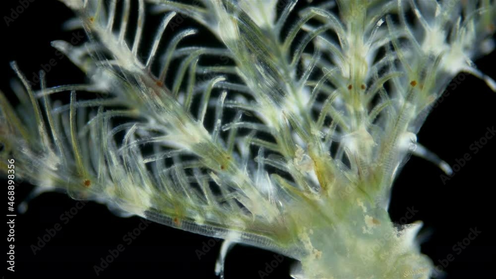 Polychaeta worm, family Sabellidae under a microscope. Video shows ...