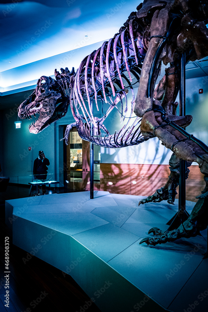 View of the famous fossil of Sue, a huge T. rex, at the Evolving Planet ...