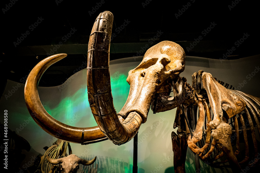 Fossil skeleton reconstruction of a Mammoth at the Evolving Planet ...