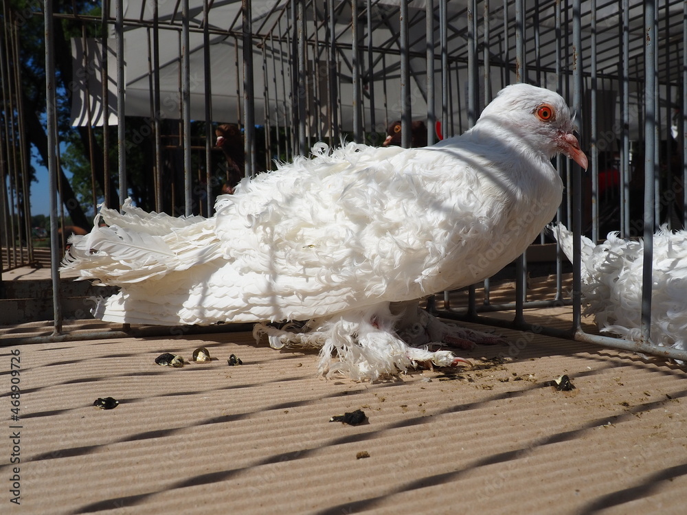 Curly Hungarian pigeon. White bird of the pigeon family in a cage on ...
