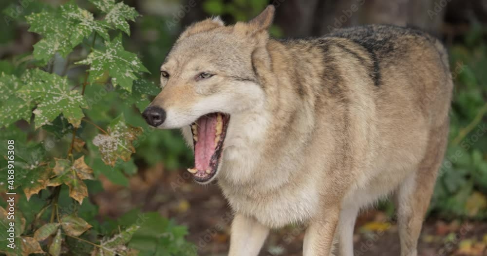 Wolf (Canis lupus), also known as the gray wolf is the largest extant ...