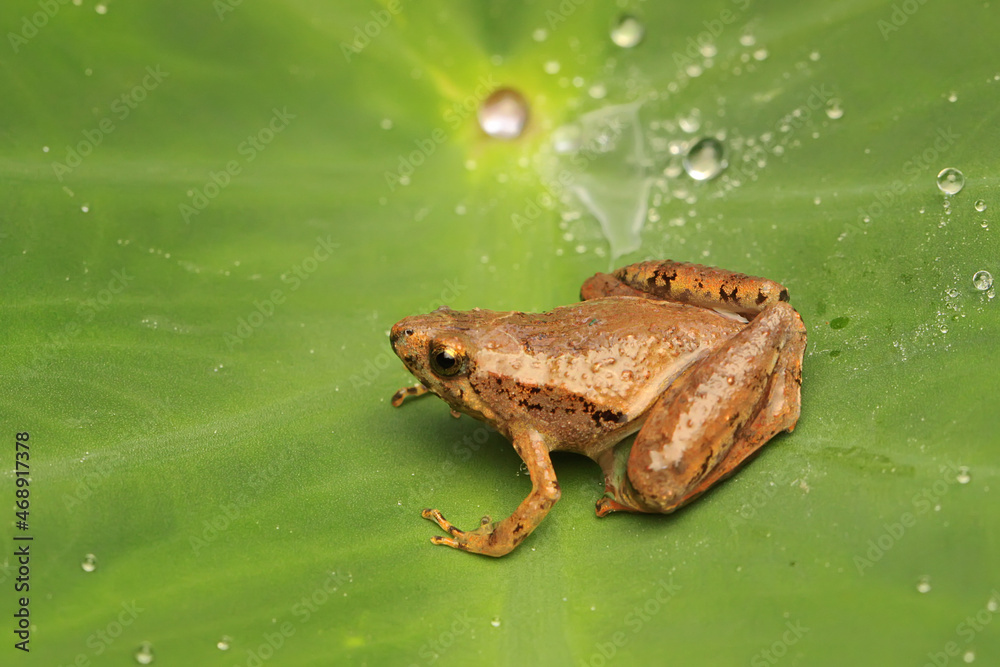 A common tree frog resting on a bush. The frog, also known as the ...