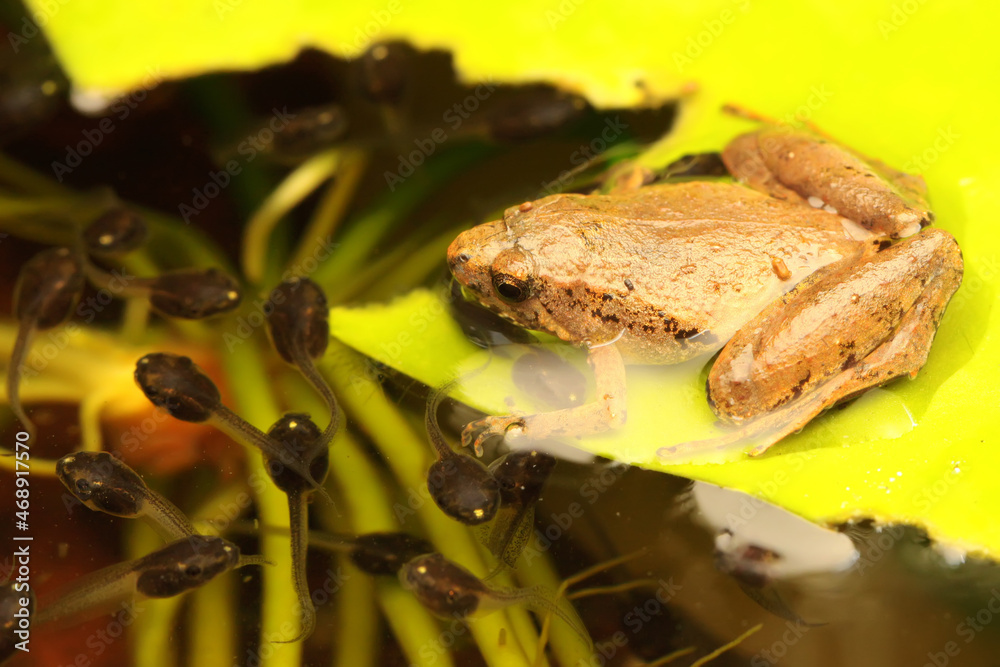 A common tree frog resting on a bush. The frog, also known as the ...