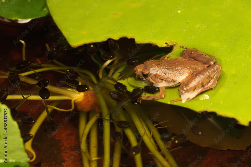 A common tree frog resting on a bush. The frog, also known as the ...