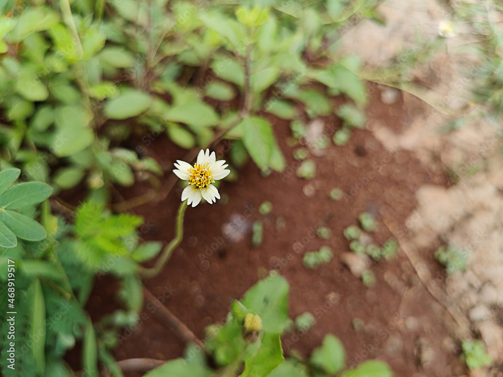 Stock photo of Tridax procumbens flower also known as tridax daisy and ...