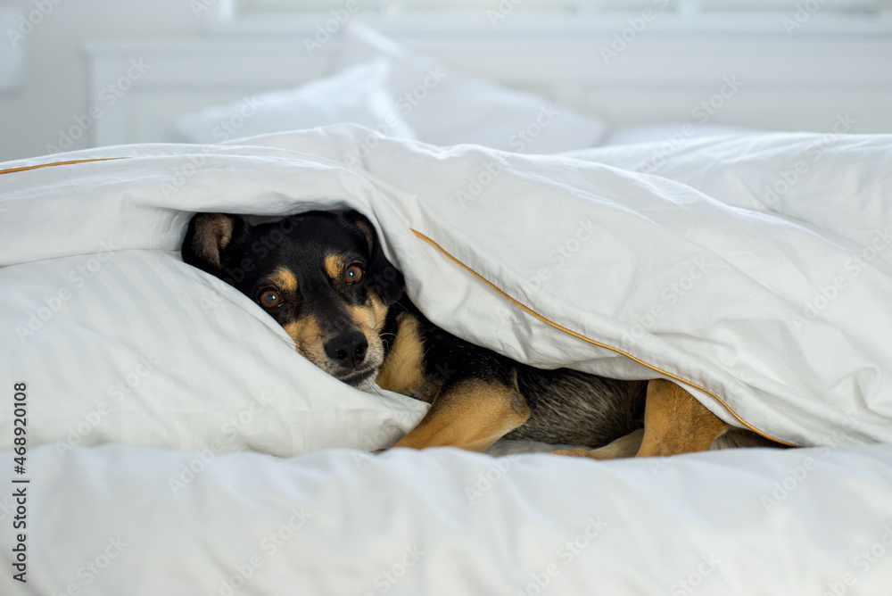Black dog on white sheets. High key image of back dog in bed with ...