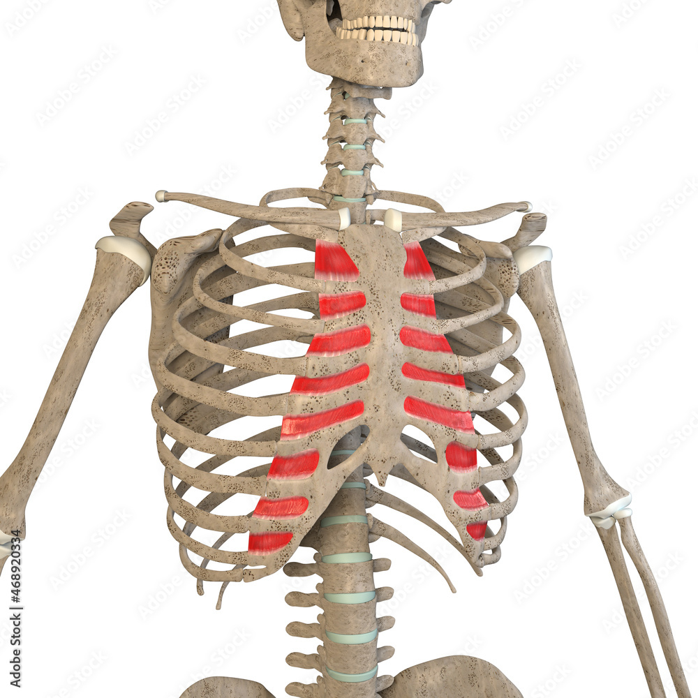 3d Illustration of the Internal Intercostal Muscles on a White ...