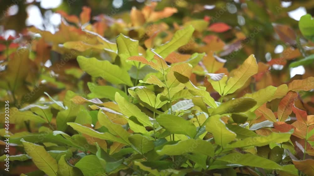 Schleichera oleosa (Also called gum-lac tree, Indian lac, Malay lac ...