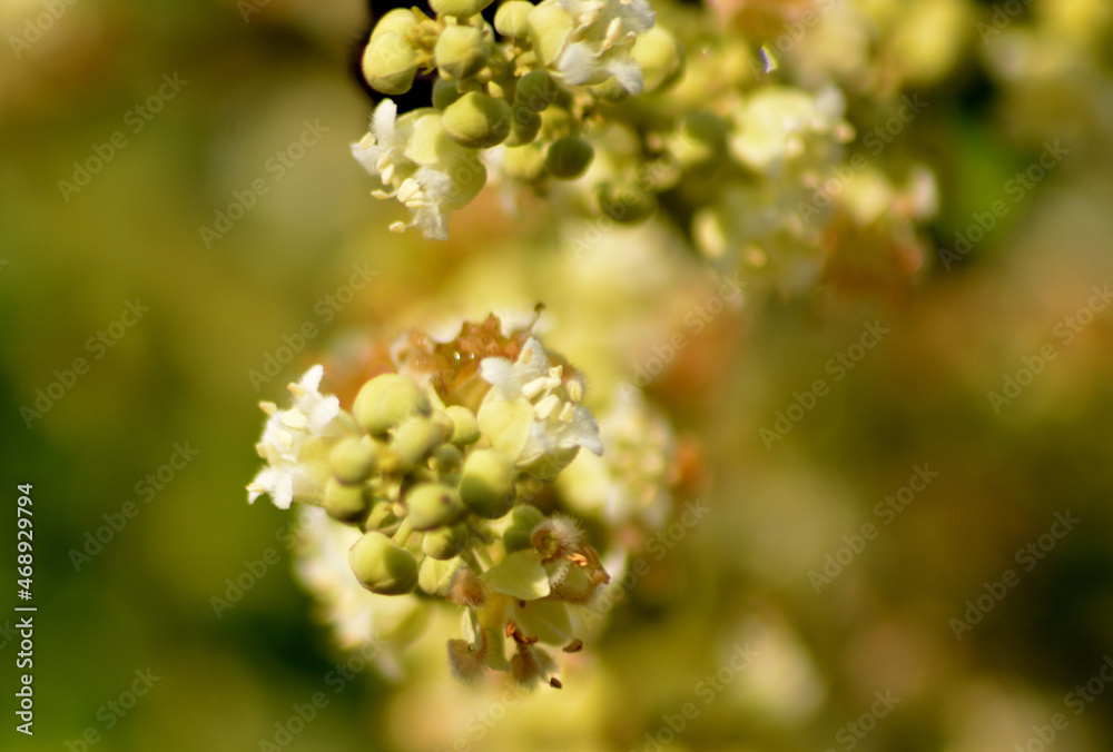 Foto de Dimocarpus longan flower, commonly known as the longan, is a ...