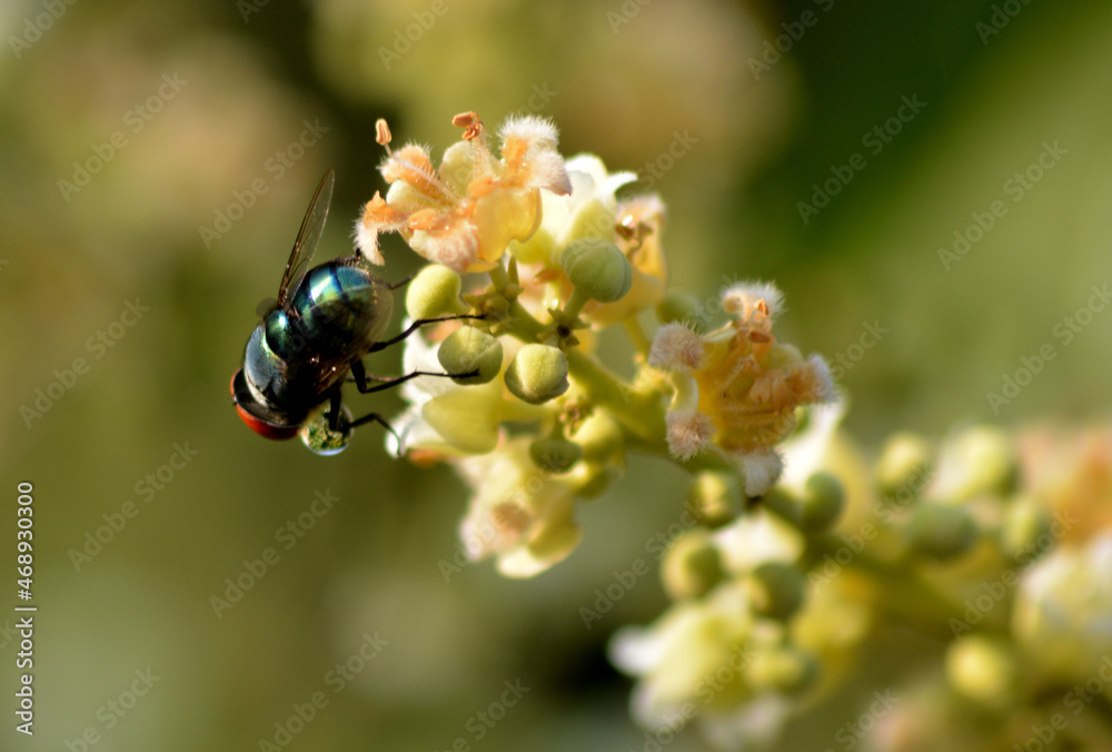 Dimocarpus longan flower, commonly known as the longan, is a tropical ...