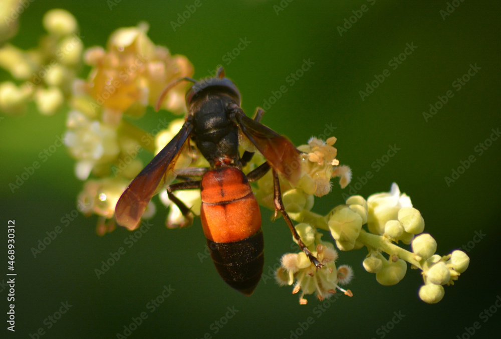 Dimocarpus longan flower, commonly known as the longan, is a tropical ...