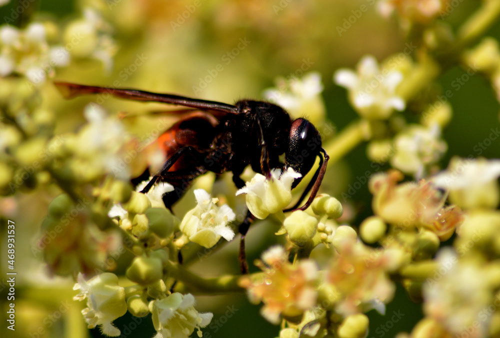 Dimocarpus longan flower, commonly known as the longan, is a tropical ...