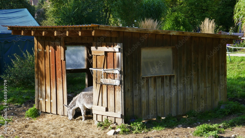 Esel blickt aus seinem Stall Stock Photo | Adobe Stock