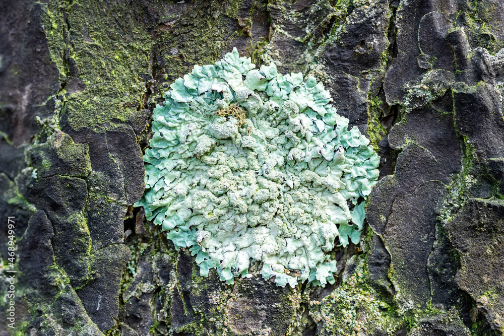 Lichen Parmelia sulcata on pine bark in the forest, close-up Stock ...