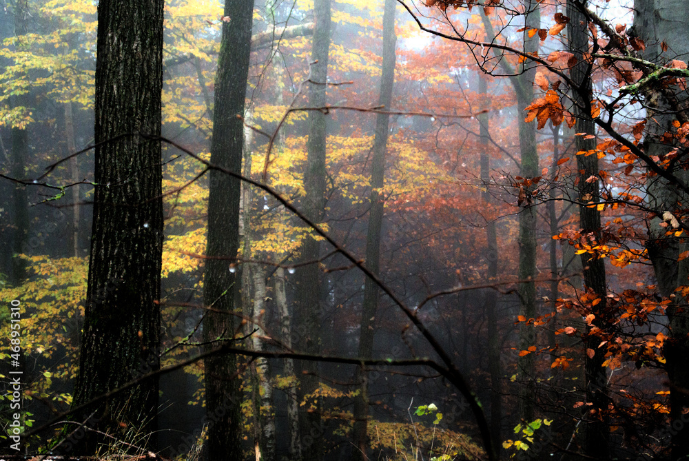 Reception with rainy atmosphere, forms typical humidity environment of ...