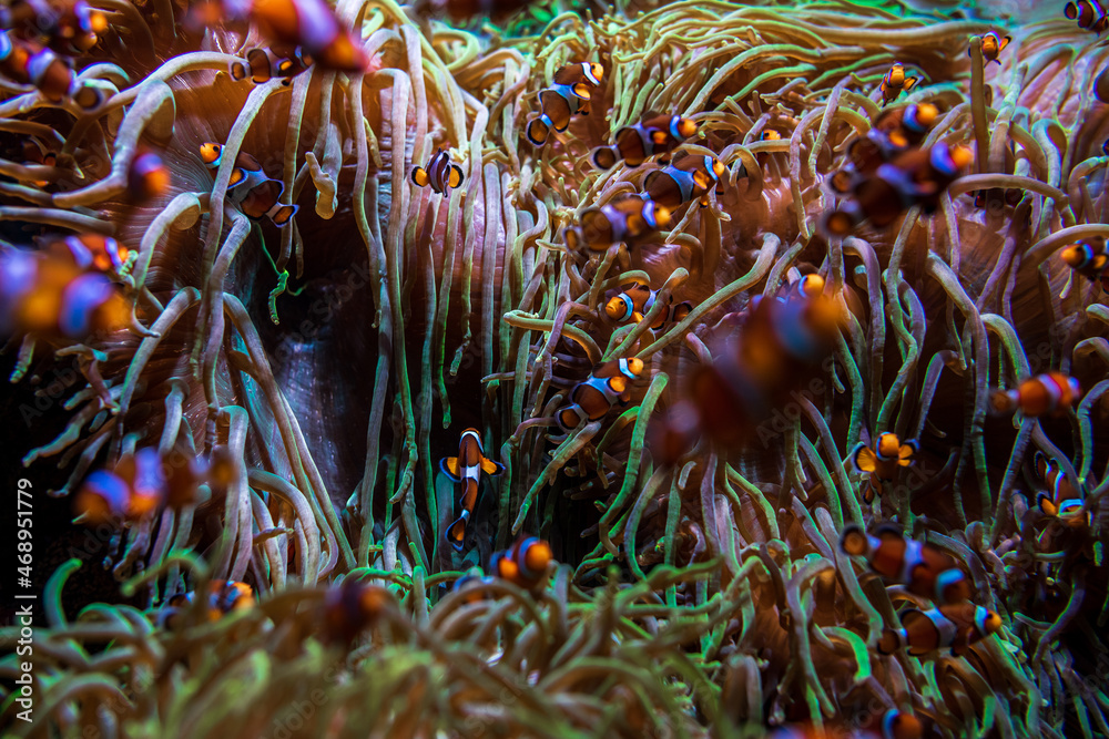 Tropical fish Clownfish (Amphiprioninae) among corals. Stock Photo ...