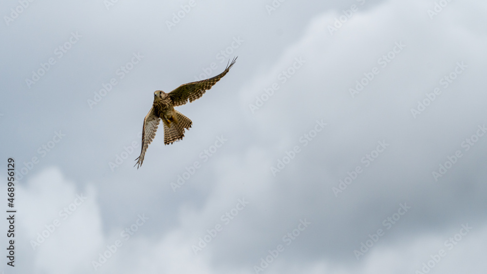 Female Common Kestrel hawk bird of prey in flight (Falco tinnunculus ...