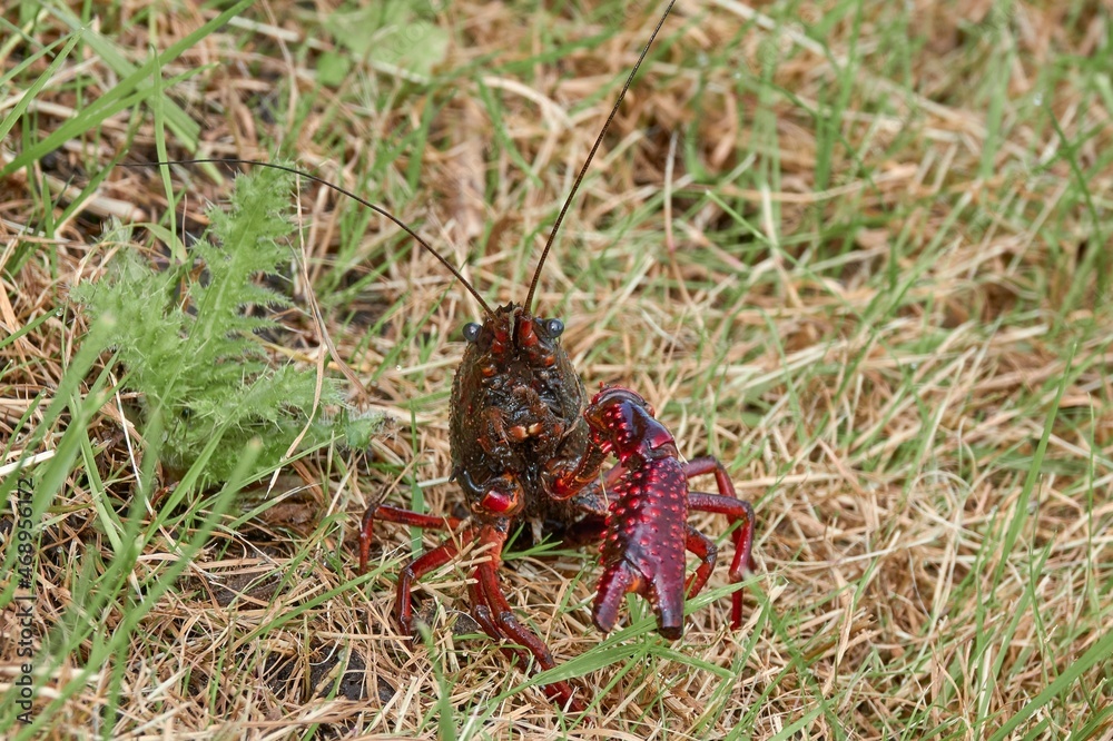 invasive red swamp crayfish on field of grass in the Netherlands. Treat ...