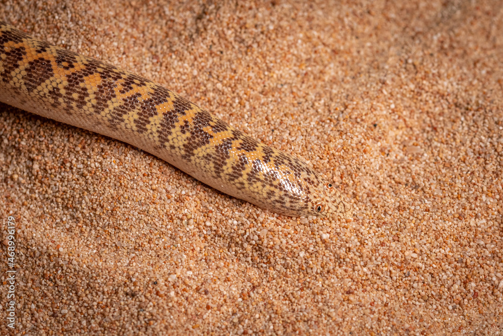 non venomous sand boa snake from Dubai desert Stock Photo | Adobe Stock