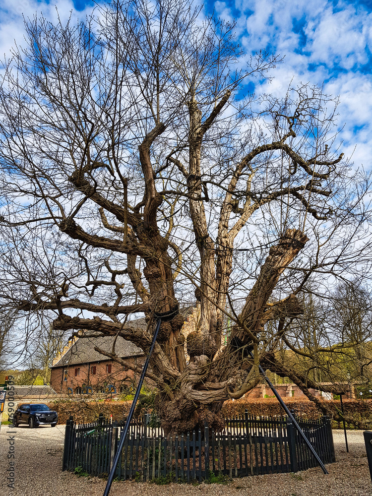 An acacia (Robinia pseudoacacia), planted in 1678 in the courtyard of ...