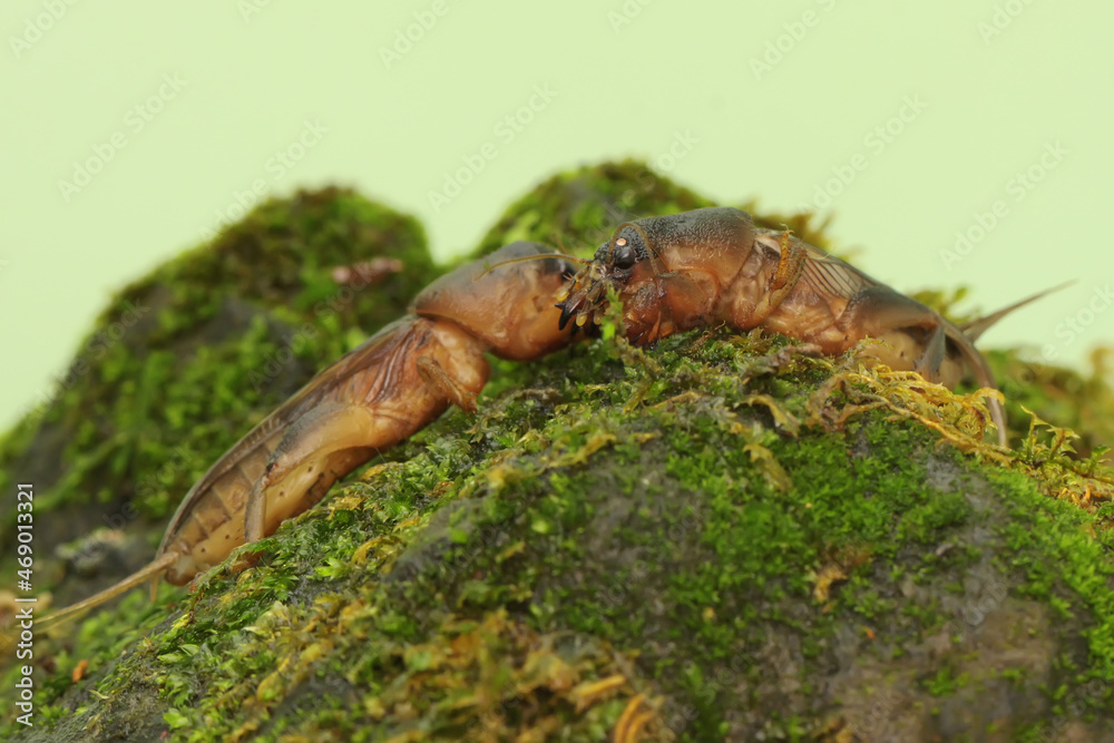 Two mole crickets are digging a moss-covered ground. This insect has ...