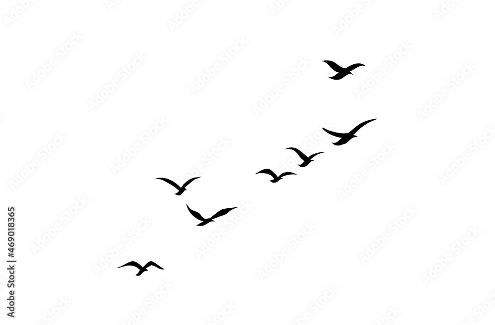 the flying birds illustration isolated on a white background. a flock ...